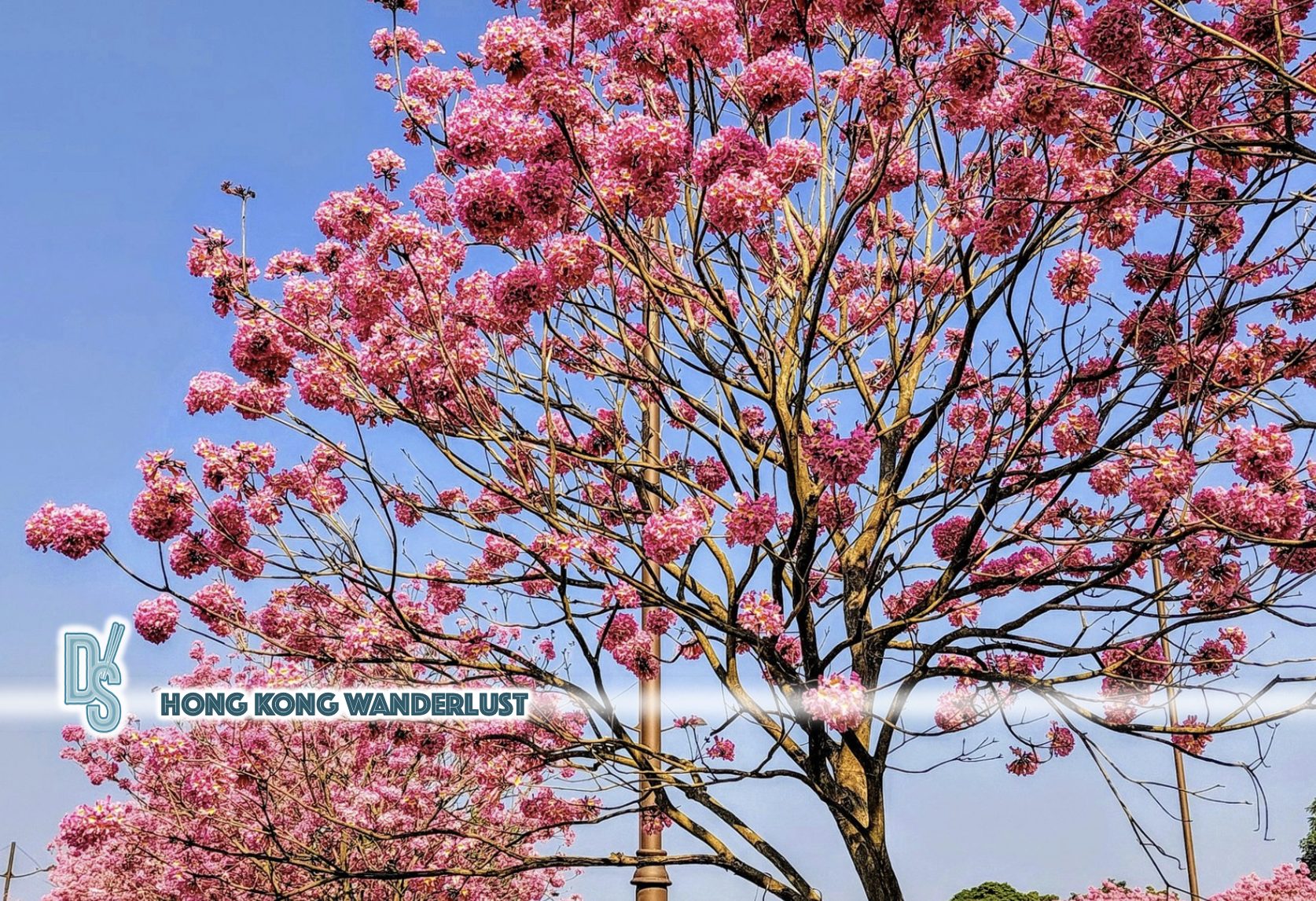 Sai Sha Road blooms with Pink Trumpet TreesRalingo Online
